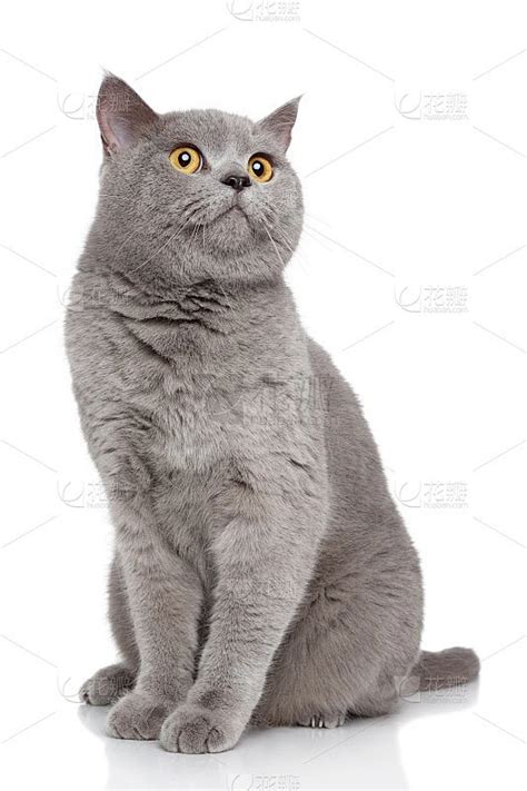 白色背景的英国短毛猫素材 花瓣网