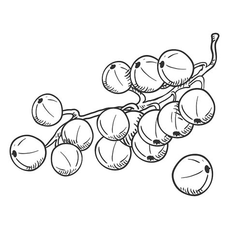 Premium Vector Vector Sketch Black Currant Berries On Branch