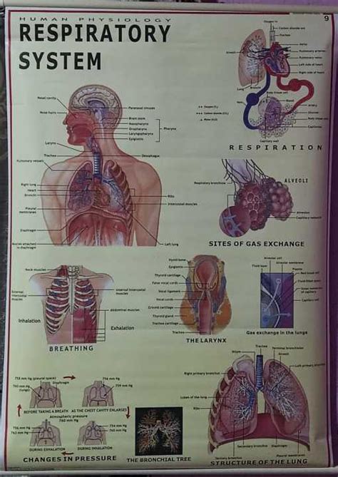 Human Respiratory System Chart Diagram For Educational Purposes 1