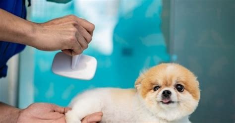 美 뉴욕주 번식장 학대 근절 나선다…펫숍서 개·고양이 판매 금지
