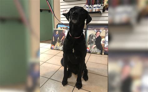 Woman Rescues Hospice Dog With Weeks To Live—unprepared For What