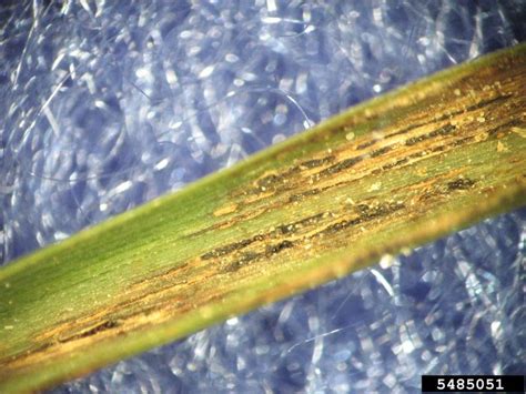 Lawn Rust Identifying And Treating Grass Rust Fungus Grass Weeds