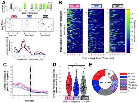 Neural Responses In Acc Prior To Lever Press Bouts A Top Example Download Scientific