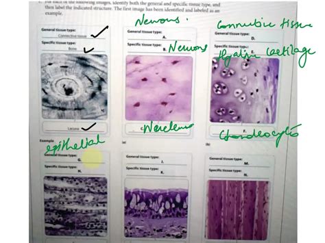 Solved Texts Activity 4 Constructing A Tissue Identification Concept Map 1 For Each Of The