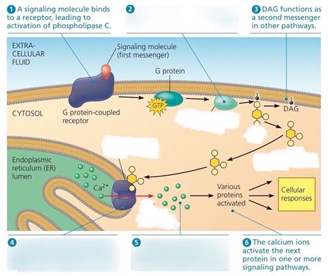 Calcium Mediated Calcium Release At David Sells Blog
