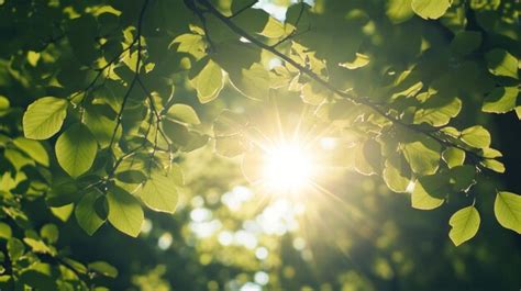 Sunlight Through Leaves Premium Ai Generated Image