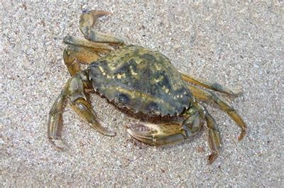 Крабы Черного моря