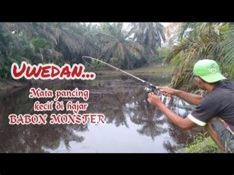 Sensasi Strike Babon Monster Bikin Jantung Dag Dig Dug PENGUKIRPANCING