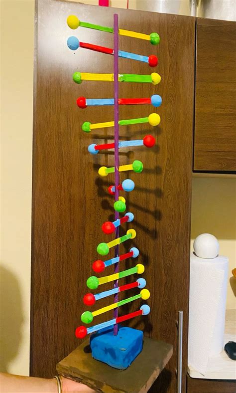 Maqueta De La Estructura Del Adn 🧬