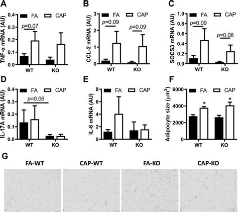 Pm 25 Exposure Increases Adiposity In Wt And Il 6r Deficient Mice