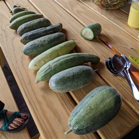 Cucumber Experimental Farm Network Seed Store