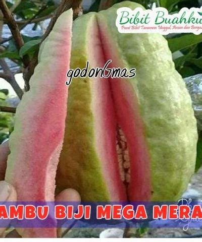Jual Bibit Jambu Biji Mega Merah Jenis Jambu Biji Unggul Yang Sangat DIgemari Karena Rasanya