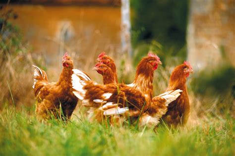 Élevage de poulets de chair n1 en France Volaille Info