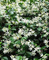 Florida Vines Florida Flowering Vines Orlando Central Florida