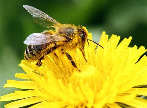 Ireland's Beekeepers Are Celebrating World Bee Day | Newstalk
