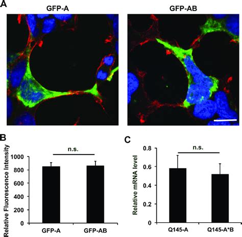 Distribution And Stability Of Mrna With Different Htt 3 0 Utrs A