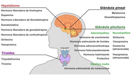 Enojado Pasos Hazlo Pesado Que Son Las Hormonas Y Cual Es Su Funcion