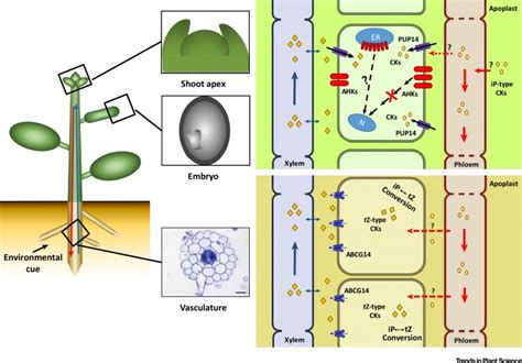 Cytokinins In Plants Function Features What Are Cytokinins 52 Off