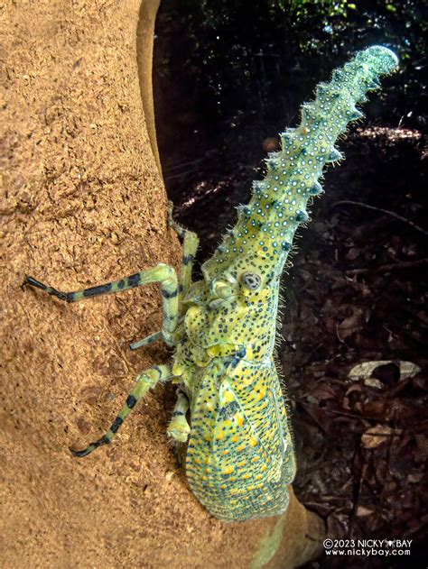 Onenicebugperday Saw Tooth Lantern Bug Zanna Rhamphotheca