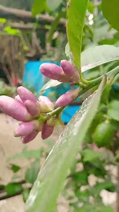 মাসাআল্লাহ লেবু গাছে ফুল এসেছে Agriculture Youtube