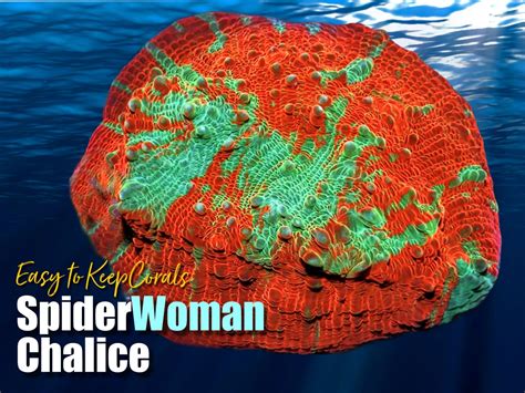 Chalice Coral Placement