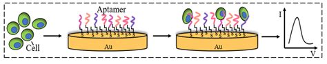 Schematic Diagram Of The Reaction Process Of An Electrochemical Aptamer