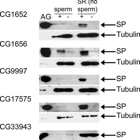 Localization Of Sex Peptide Sp Within Seminal Receptacles Srs Of