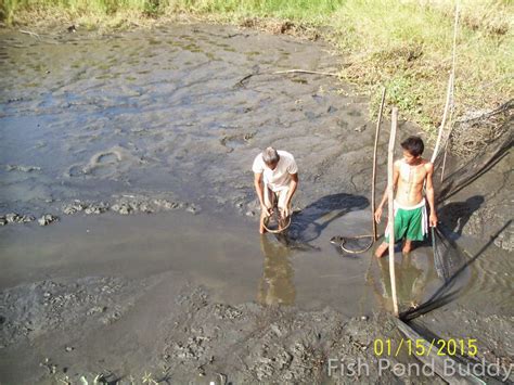Fish Pond Buddy How To Harvest Using Pond Draining Limas