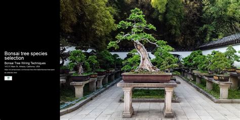 Bonsai Tree Species Selection