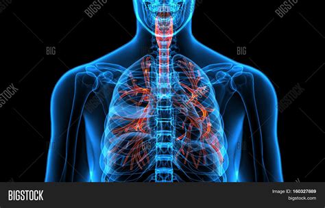 Male Anatomy Human Image And Photo Free Trial Bigstock