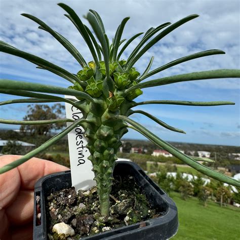 Euphorbia Clandestina Wa Prohibited Collectors Online