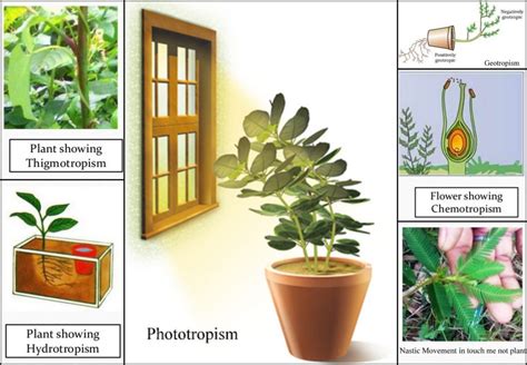 Tropic Movements In Plants Types With Examples Cbse Class Notes