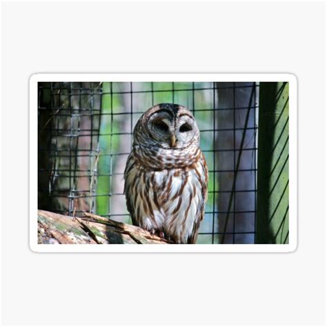 Barred Owl Sticker For Sale By Cynthia48 Redbubble