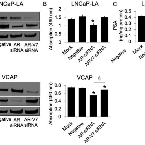Effect Of Ar V7 Knockdown On Cell Proliferation And Psa Production In