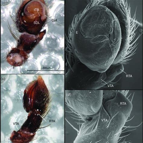 Petrichus Anomalus Mello Leitão Female Cai Iadiza A Habitus