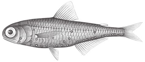 鈍吻燈籠魚 OceanTag 學習網