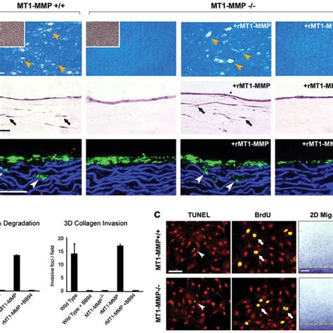 Collagenolytic Activity Of Isolated MT1 MMP VSMCs A Isolated WT