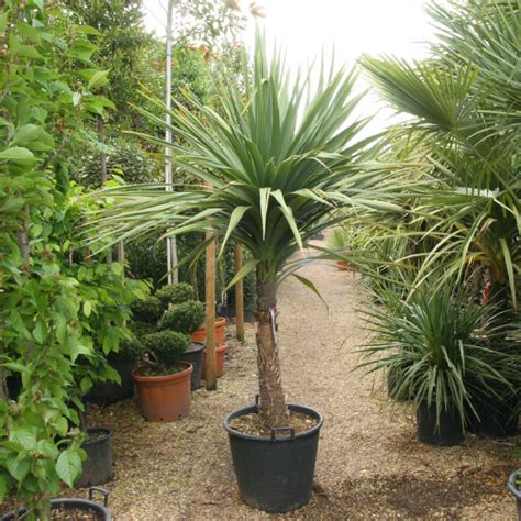 Cordyline Australis Big Plant Nursery