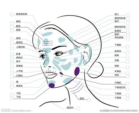 面部结构的搜索结果 360图片
