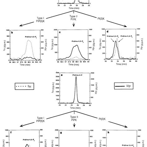 Type II PIPK Phosphorylates PtdIns 5 P 32 P Labelled PtdIns 4 5 P 2