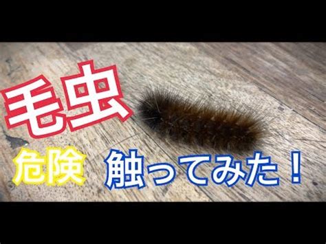 危険毛虫を触ってみた YouTube