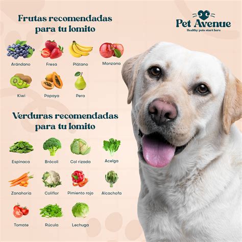 Pet Avenue