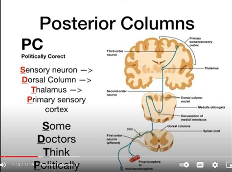 Medial Lemniscus Spinal Cord