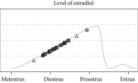 The Effect Of Stress On The Level Of Estradiol A Schematic