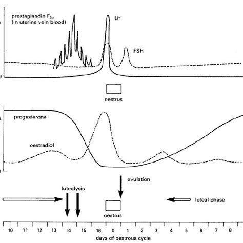 6 The Reproductive Organs Of The Ram Source Miller 1991 Download Scientific Diagram