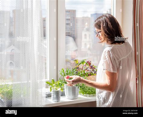 Woman Is Watering Houseplants And Microgreens On Windowsill Growing