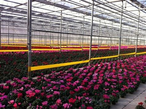 Le piégeage massif prouve son efficacité dans de nombreuses cultures Horti Daily ForumPhyto