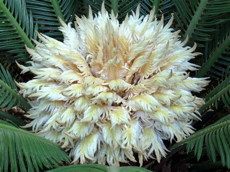 Free Images Tree White Leaf Flower Food Produce Botany Flora