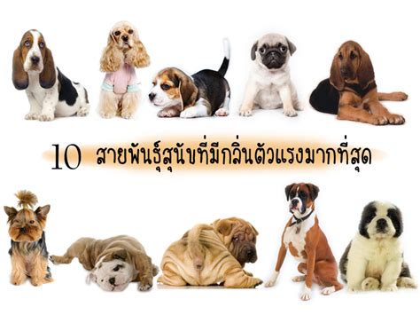 10 สายพันธุ์สุนัขที่มีกลิ่นตัวแรงมากที่สุด