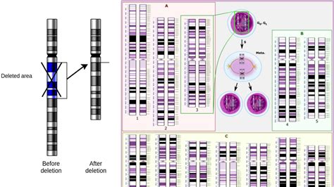 Genetic Engineering Definition Tools Steps Advantages